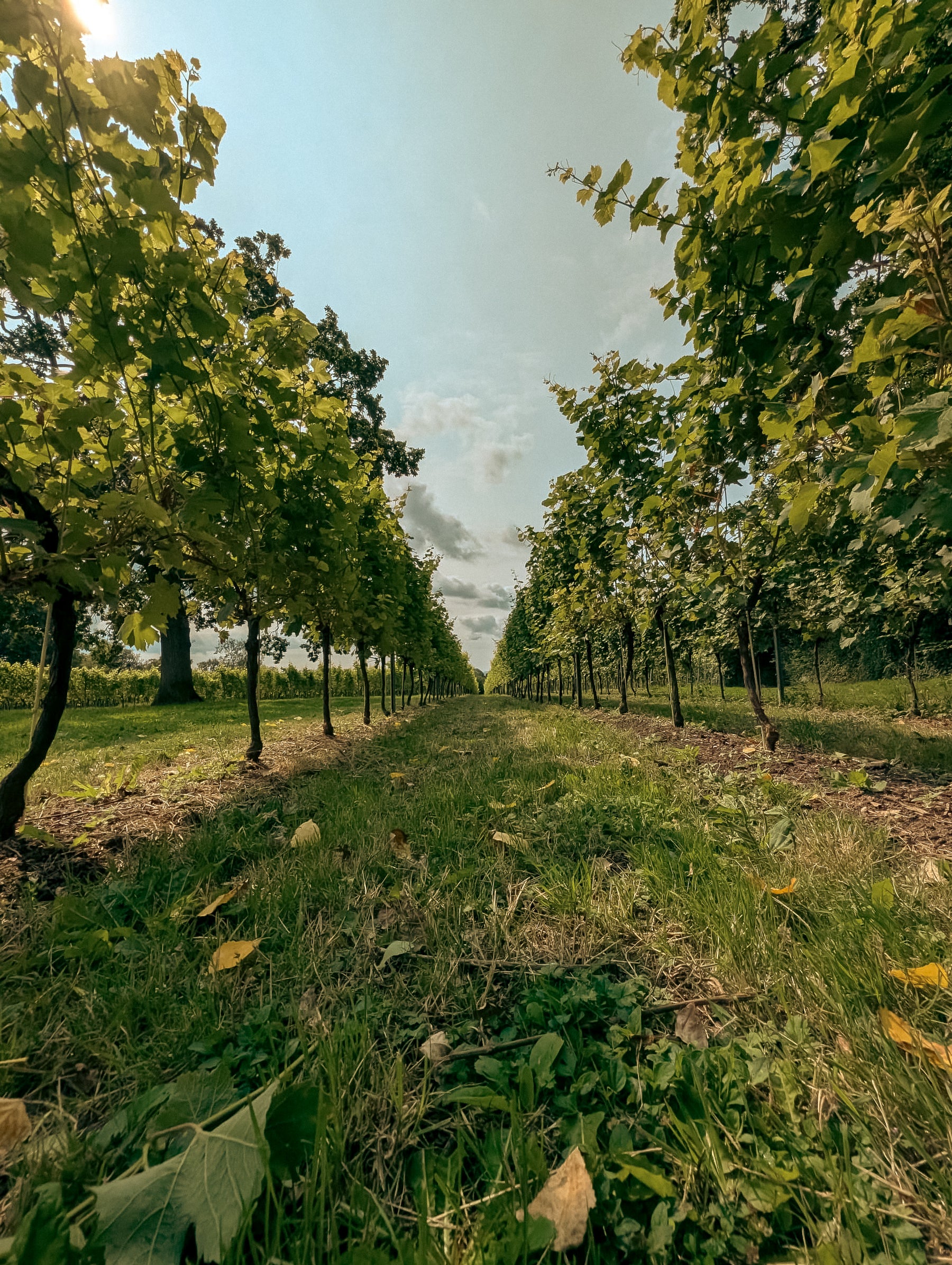 Hidden Spring Vineyard