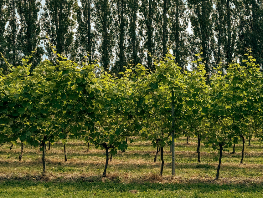 Tours – Hidden Spring Vineyard